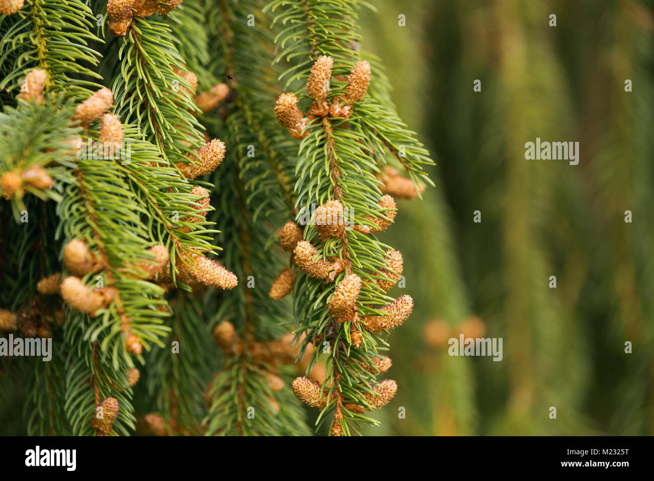 green spruce tree, Picea abies with small cone in spring Stock Photo ...