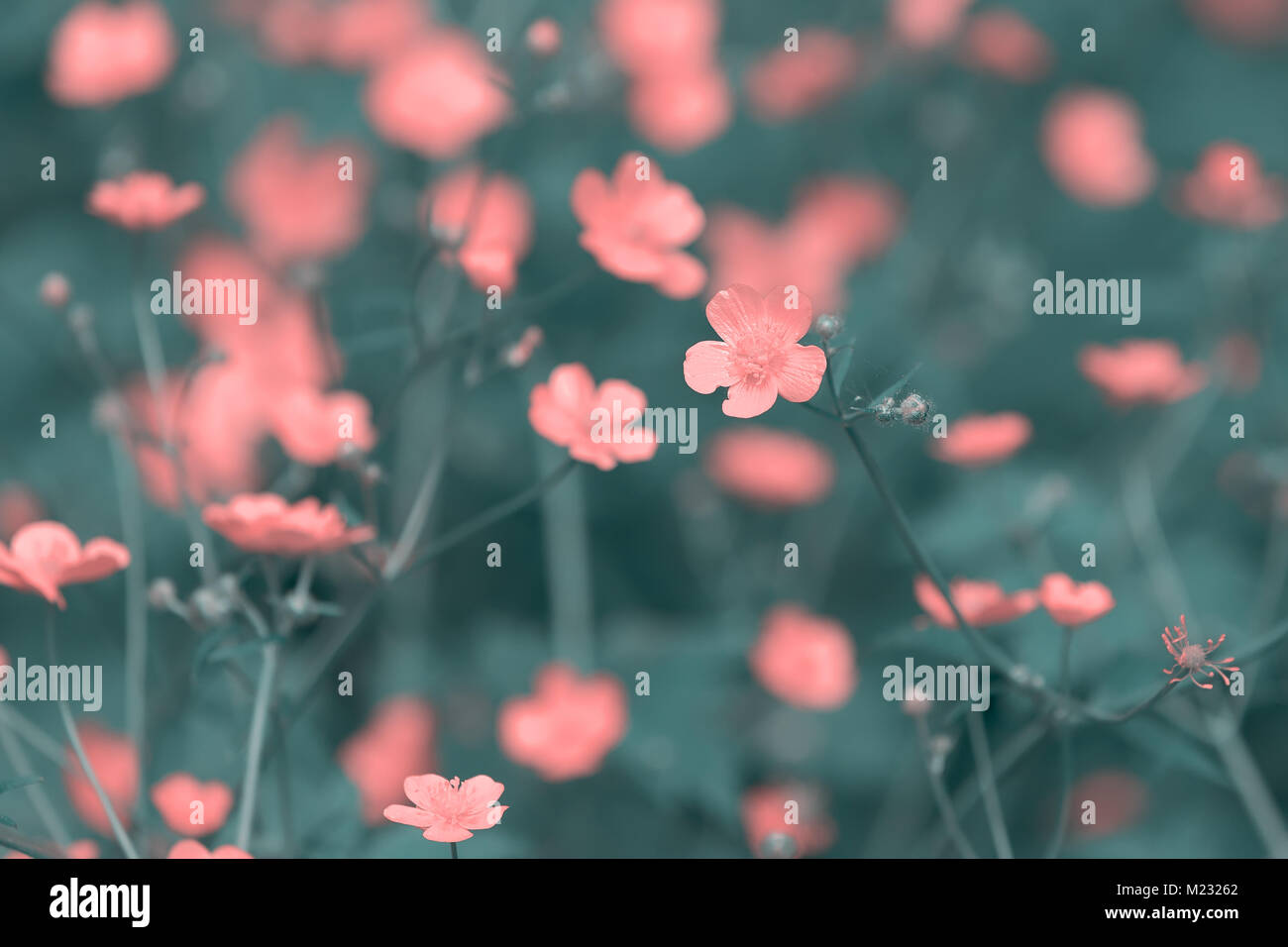 marsh-marigold first yellow flowers in spring, Caltha palustris, known ...