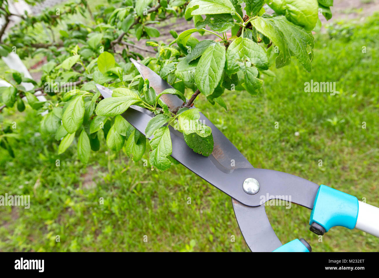pruning shears trees Stock Photo - Alamy
