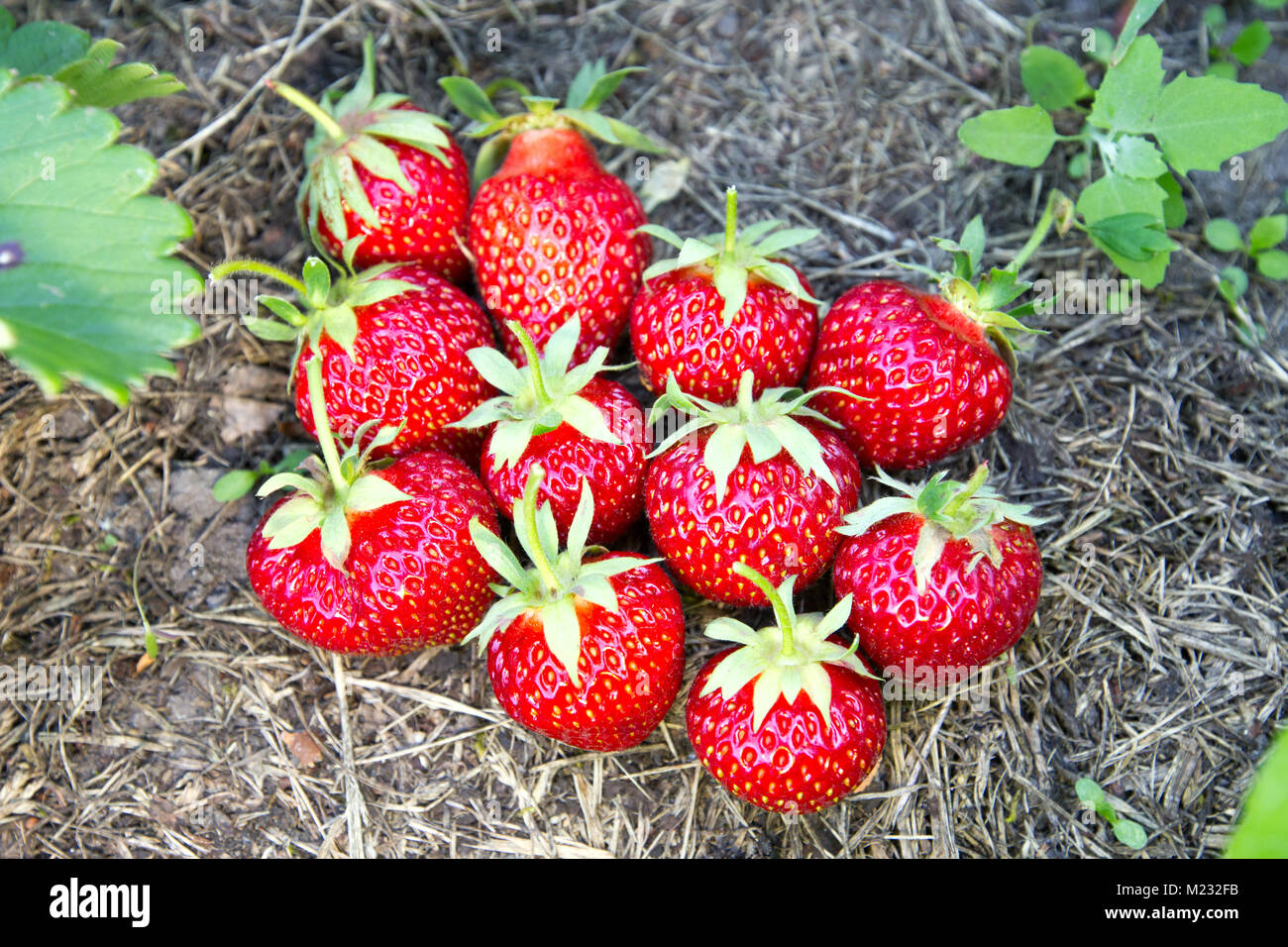ripe strawberries ripped from the bush, lying on the ground, near the ...