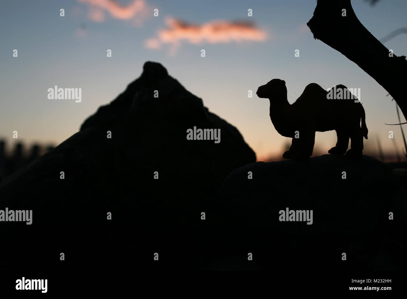 camel on sunset pyramid Stock Photo - Alamy