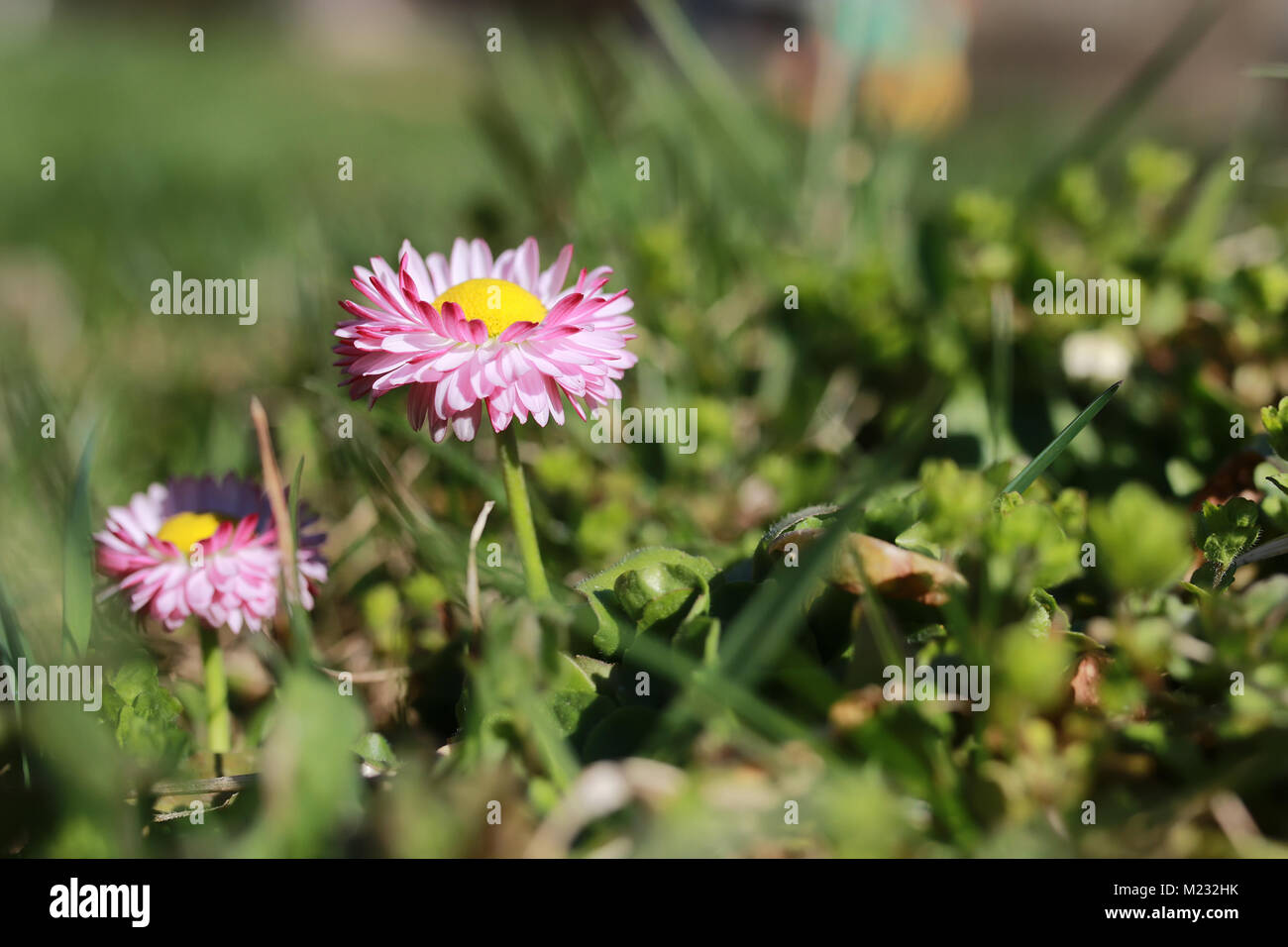 spring grass and flower Stock Photo - Alamy