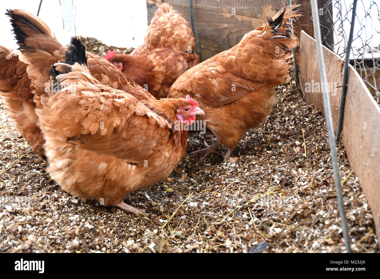 domestic chicken eating together on the grass farm in the winter Stock ...