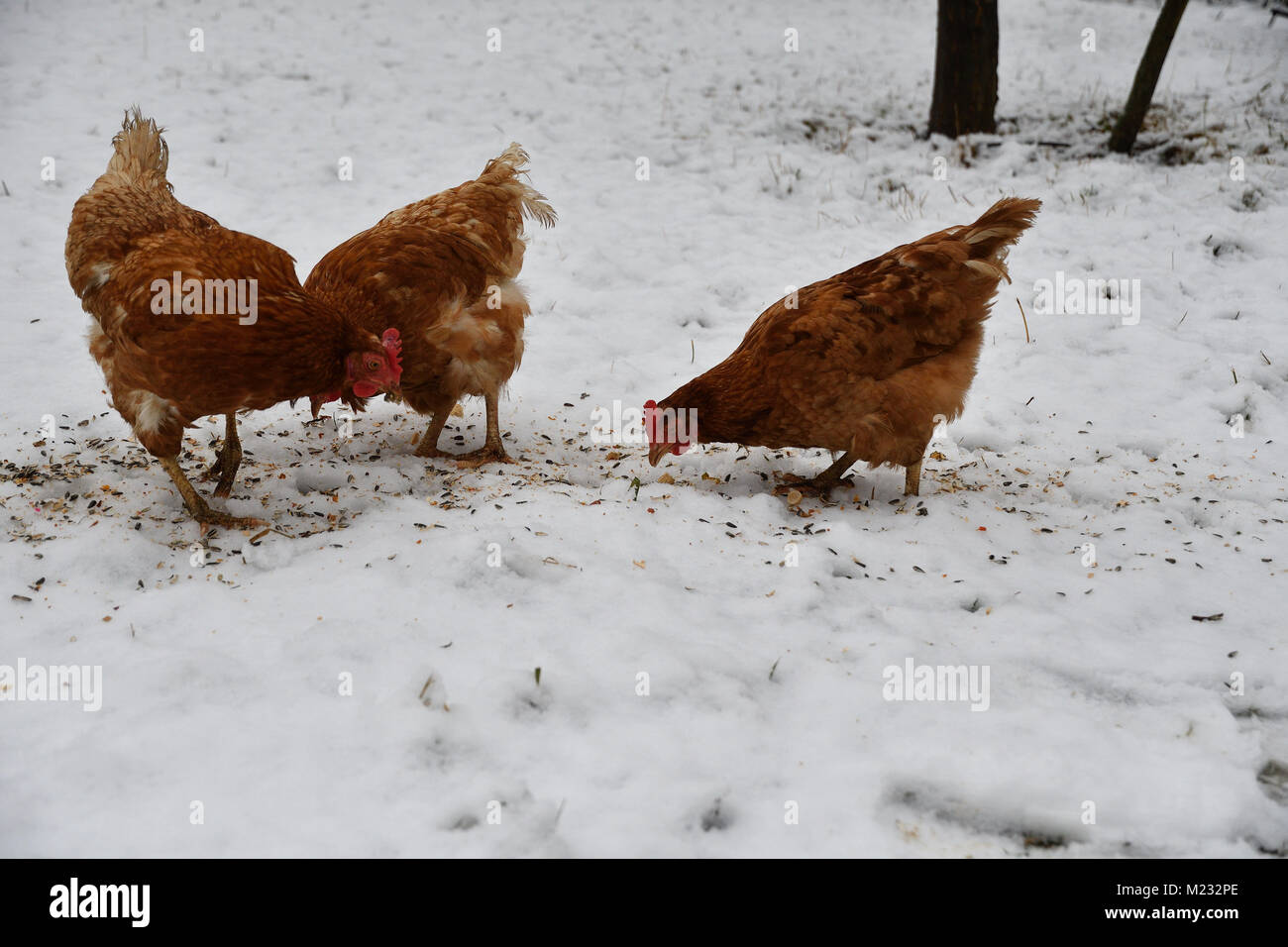 domestic chicken eating together on the grass farm in the winter Stock ...