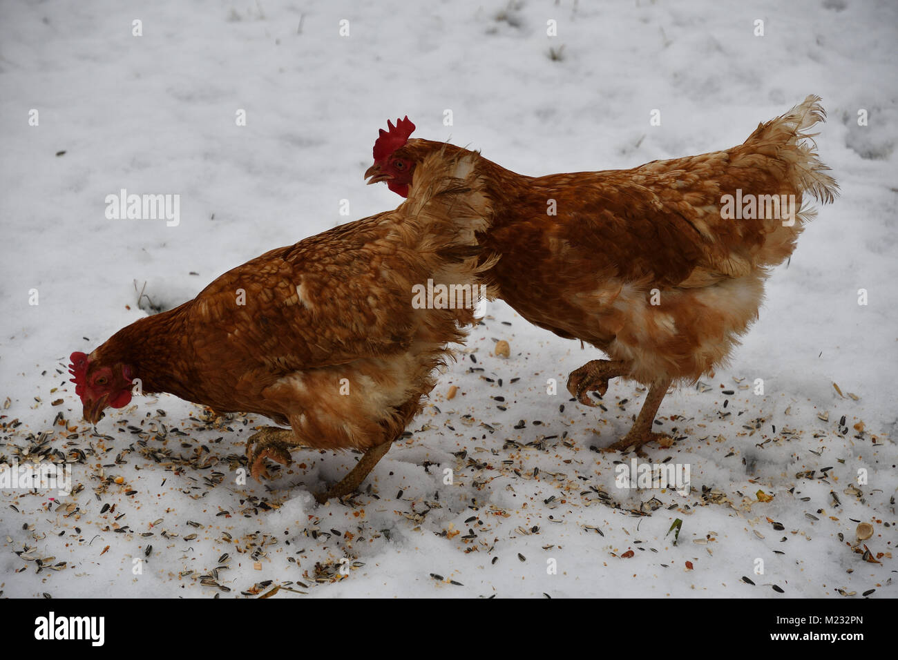 domestic chicken eating together on the grass farm in the winter Stock ...