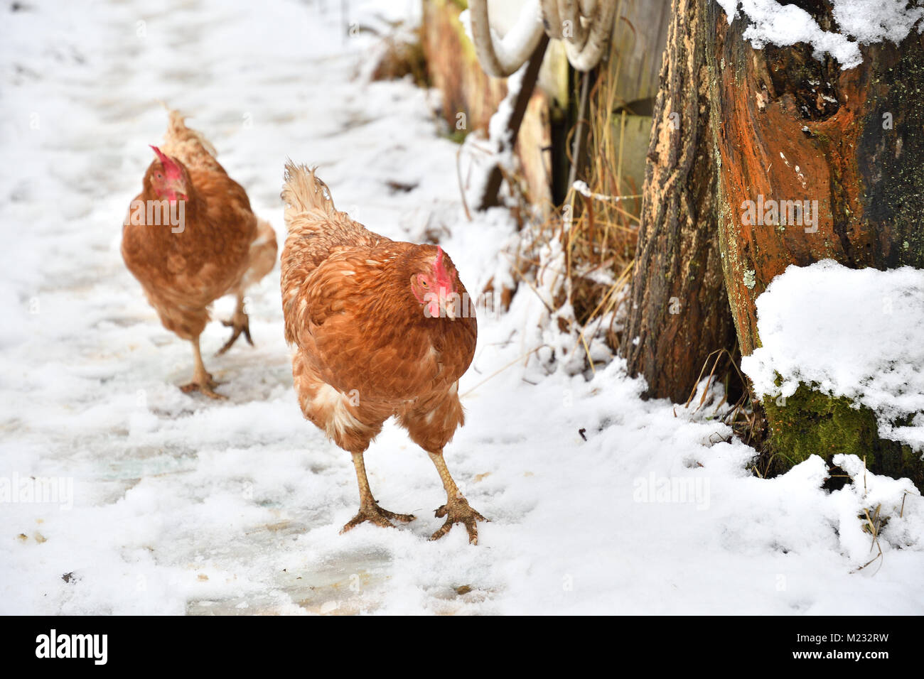 domestic chicken eating together on the grass farm in the winter Stock ...