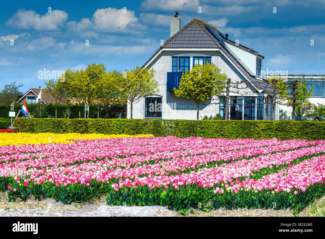 Spectacular colorful flower garden. Agricultural farm with tulip fields ...