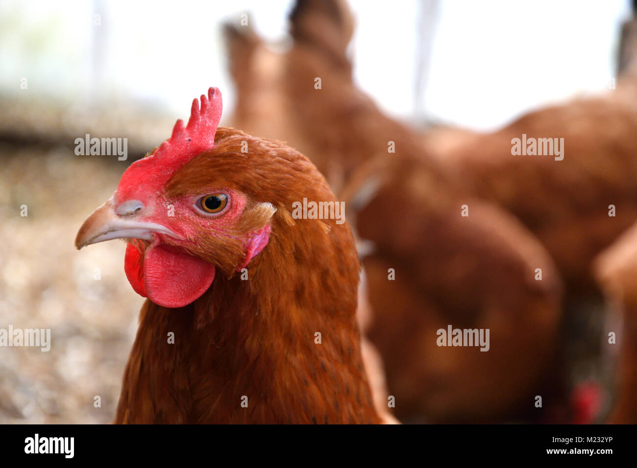 domestic chicken eating together on the grass farm in the winter Stock ...