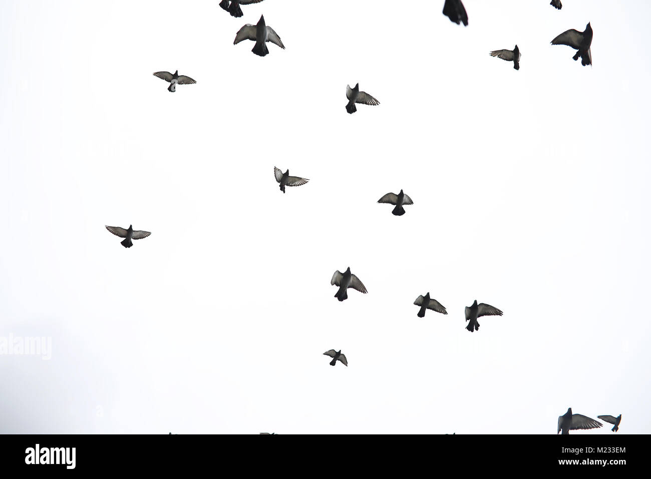 A flock of pigeons flies across the sky. Birds fly against the s Stock ...