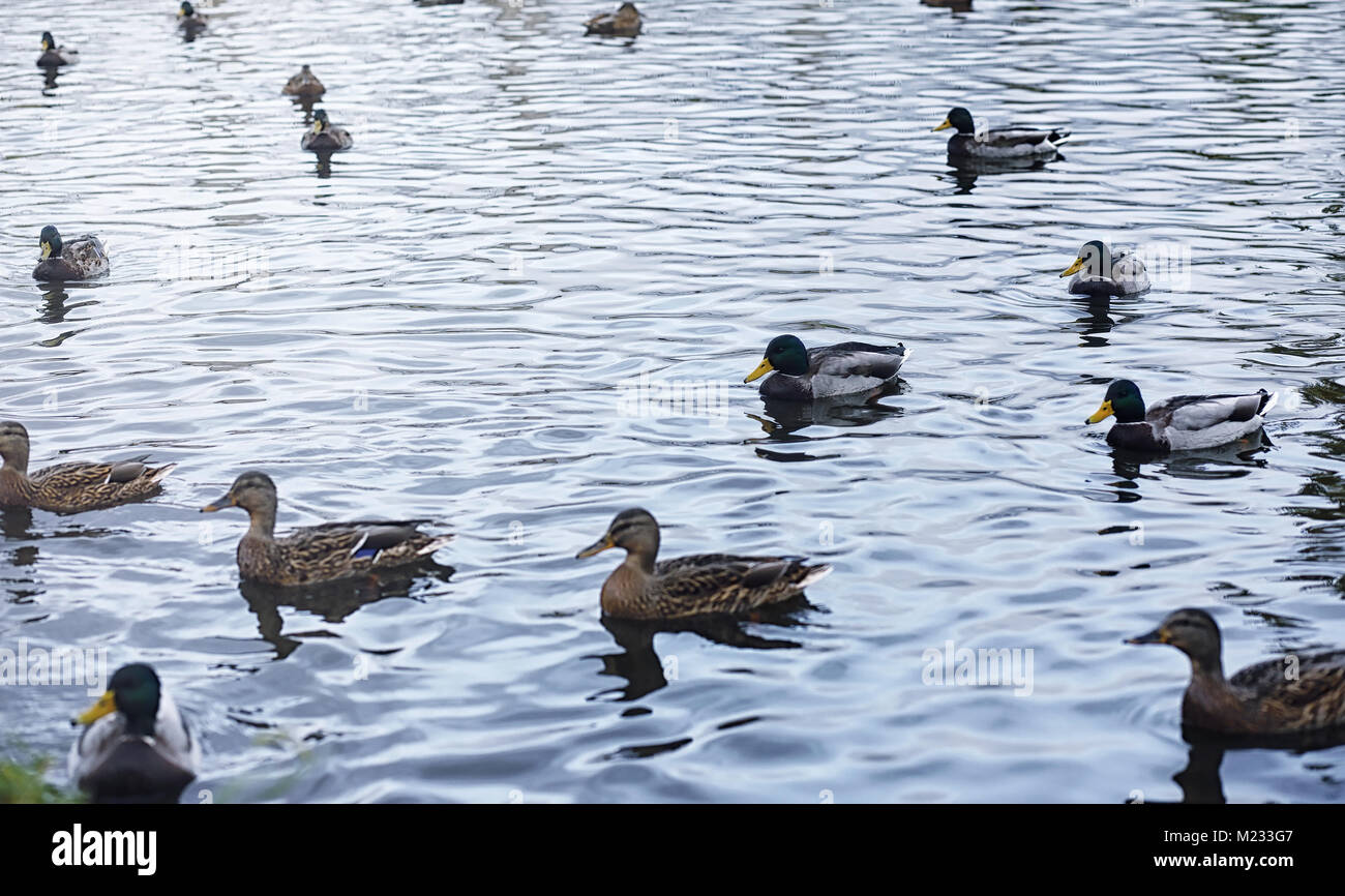 Birds on the pond. A flock of ducks and pigeons by the water. Mi Stock ...