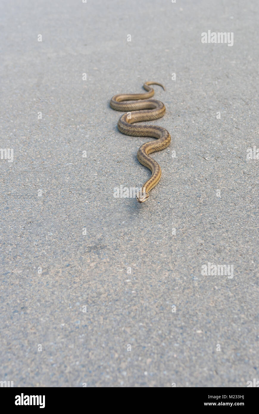 Warm weather snake hi-res stock photography and images - Alamy