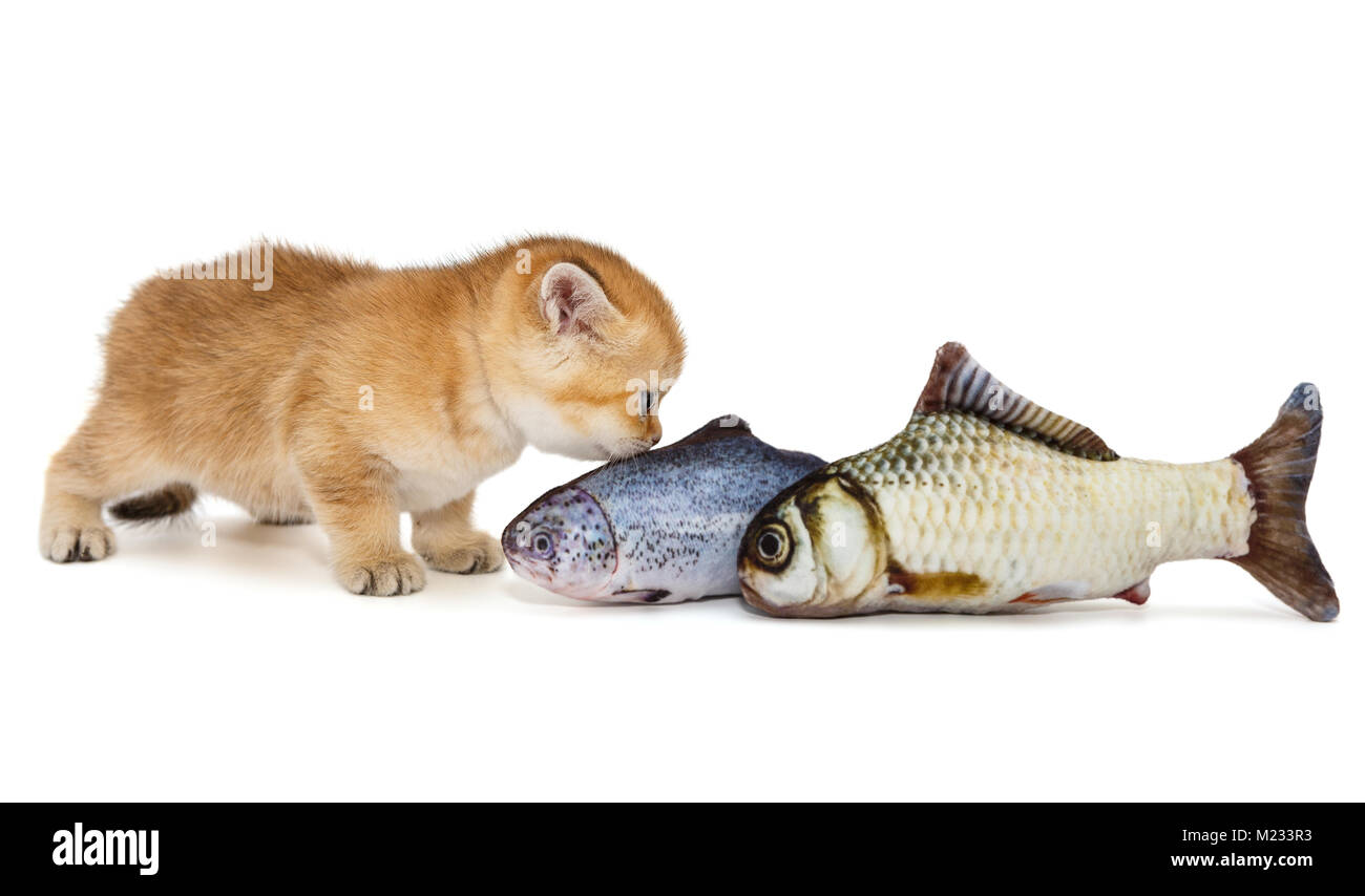 Little yellow fish hi-res stock photography and images - Alamy