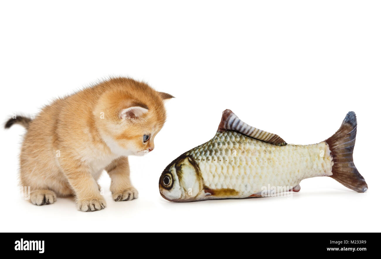 Little gold fish hi-res stock photography and images - Alamy