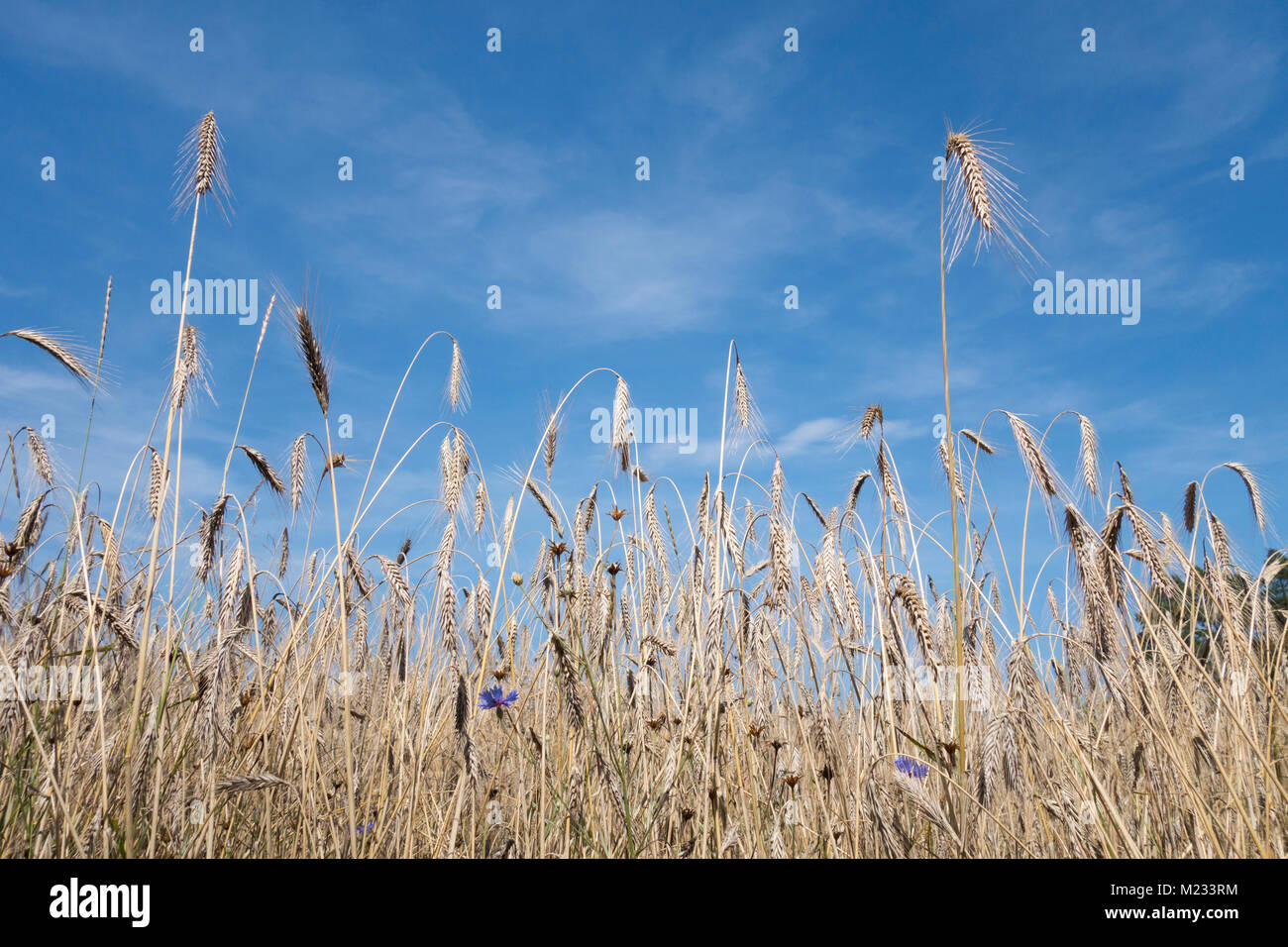 Field crops under blue sky hi-res stock photography and images - Alamy