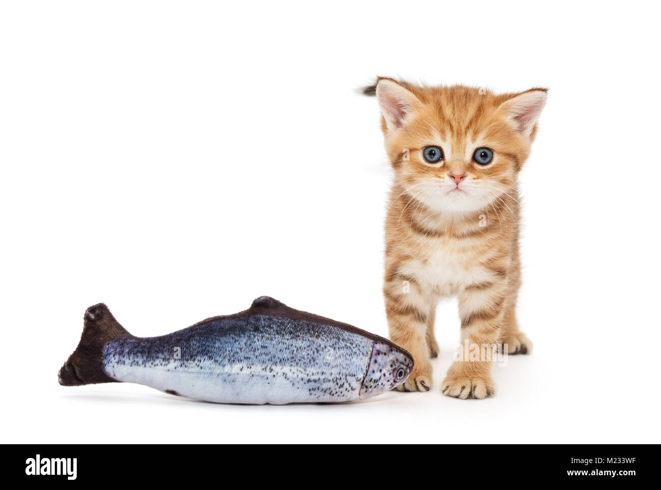 Little kitty and fish salmon, isolated on white Stock Photo - Alamy