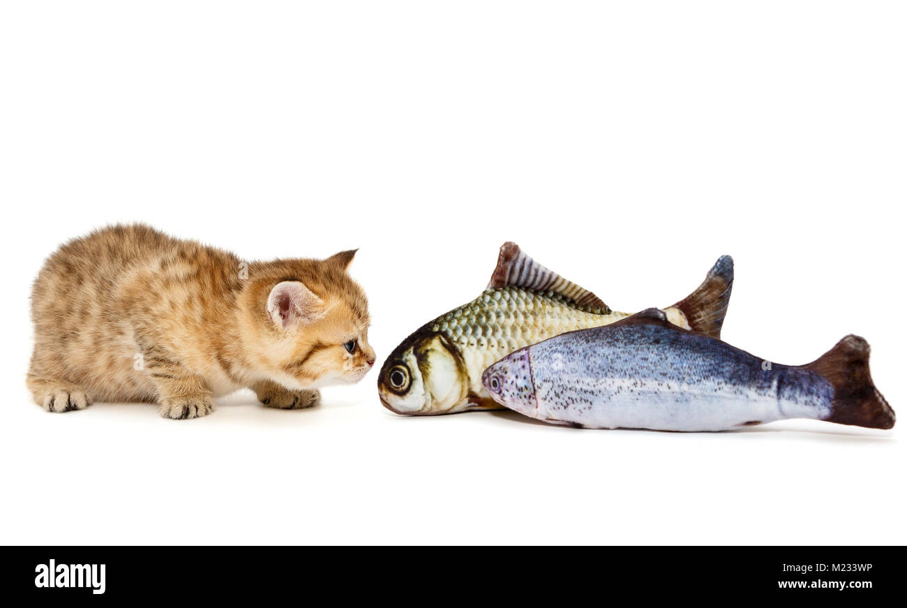 Little kitty and two fish, isolated on white Stock Photo - Alamy