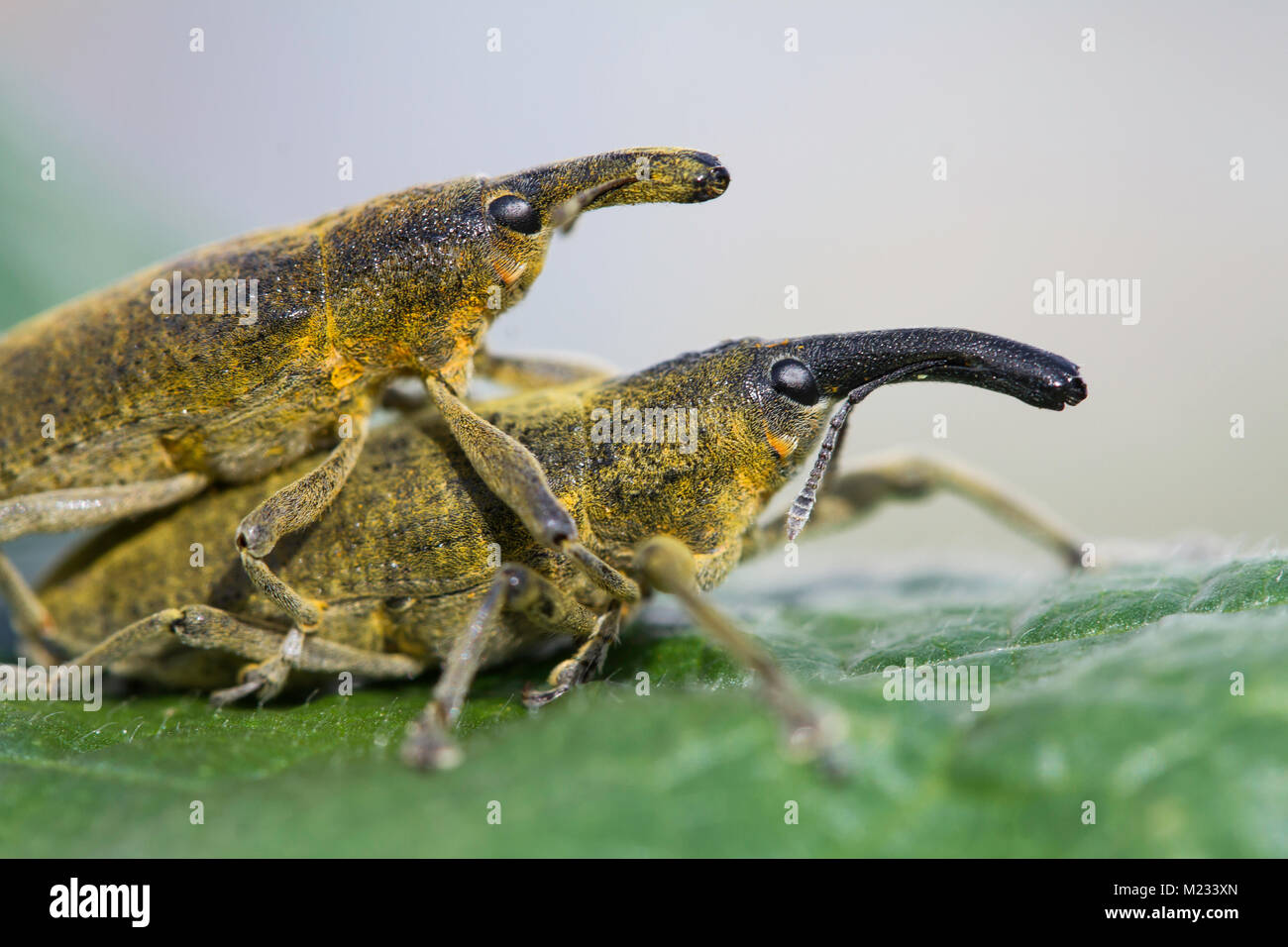 Yellow weevils mating on leaf Stock Photo - Alamy