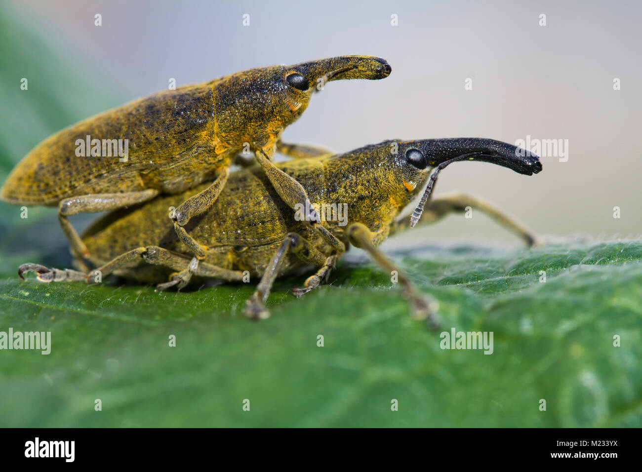 Yellow weevils mating on leaf Stock Photo - Alamy