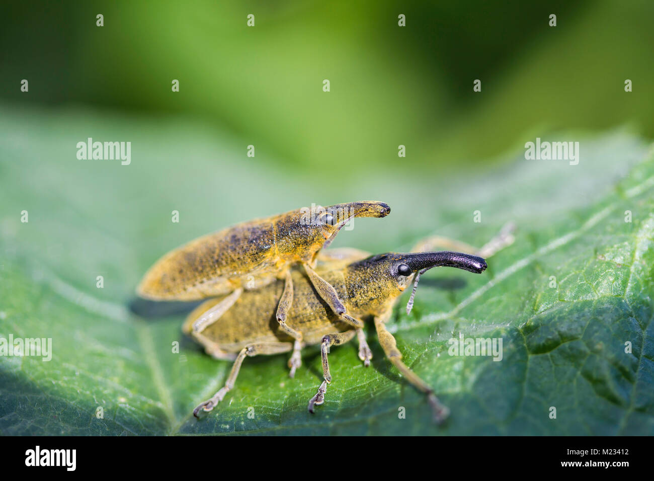 Yellow weevils mating on leaf Stock Photo - Alamy