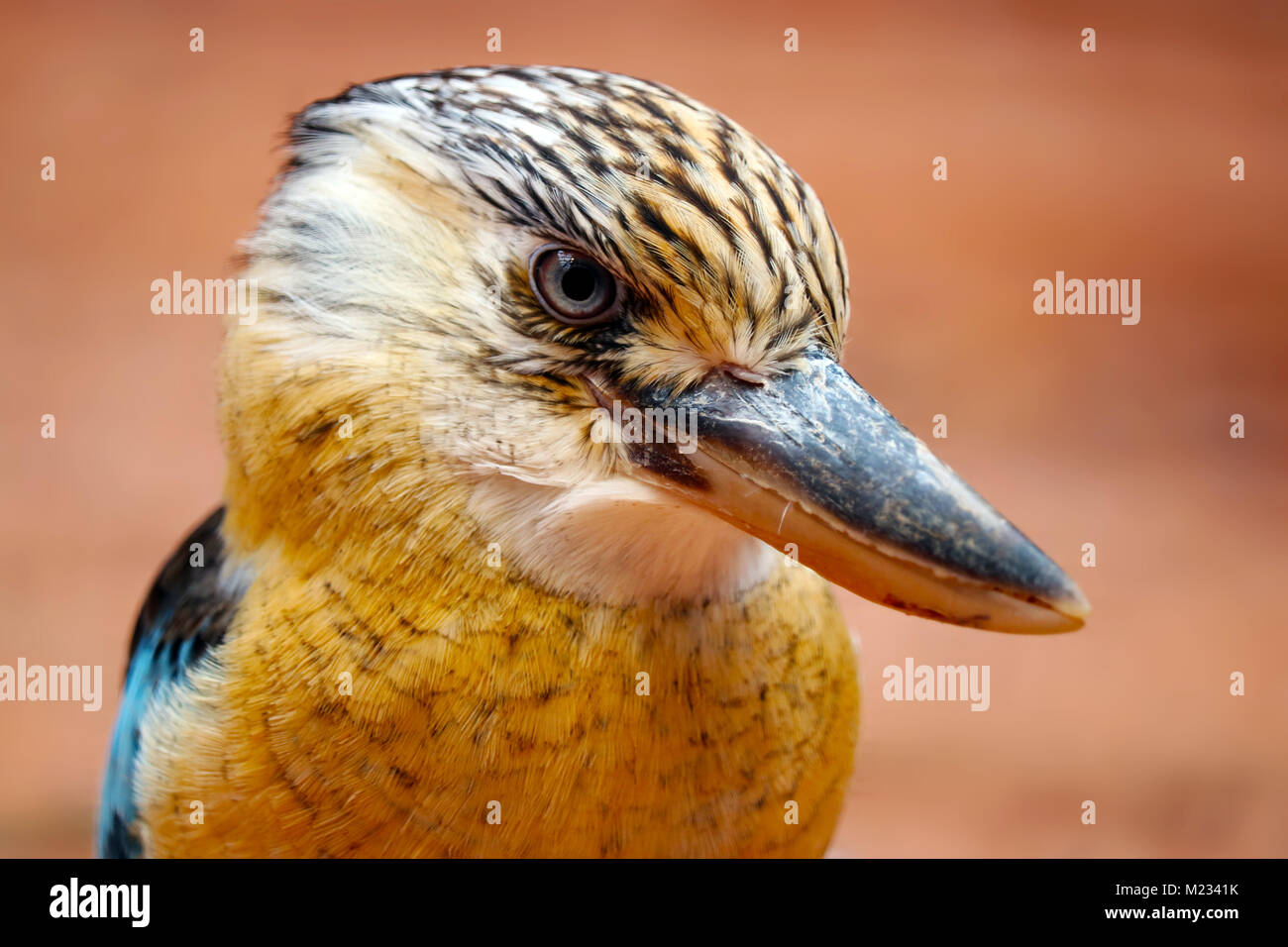 Angry looking bird hi-res stock photography and images - Alamy