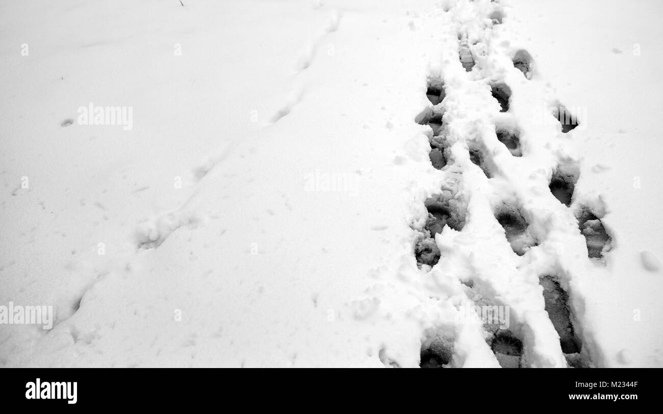 Footprints in the snow. Footprints on the first snow. Imprint an Stock ...