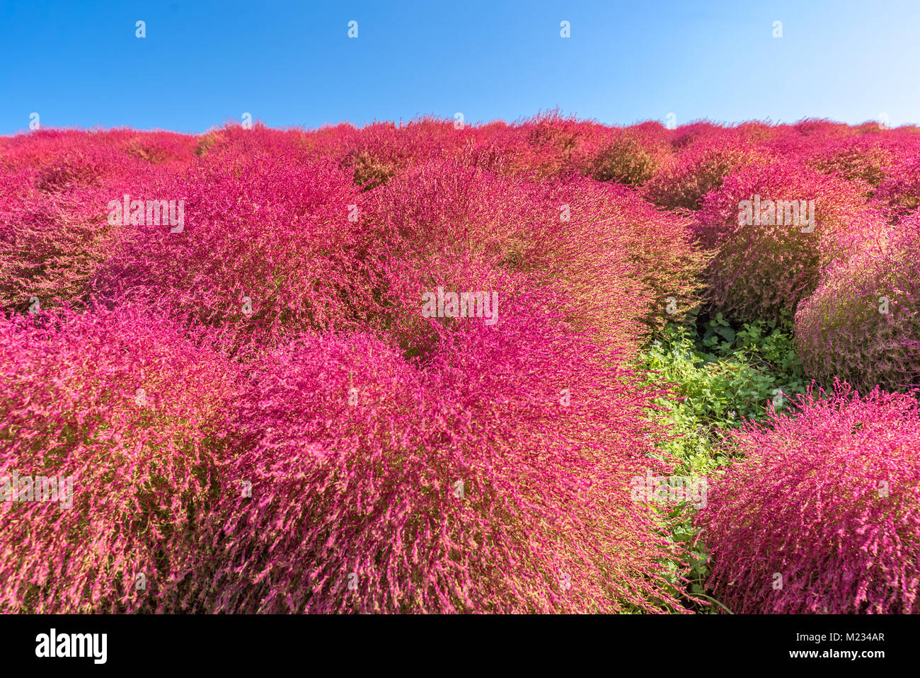 Kochia and cosmos bush with hill landscape Mountain,at Hitachi Seaside ...