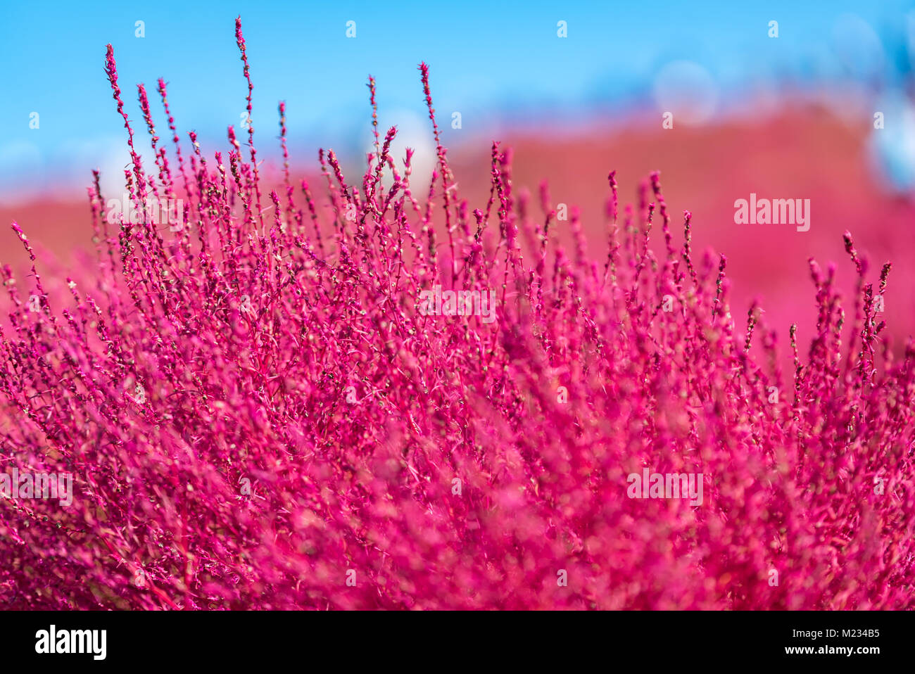 Kochia and cosmos bush with hill landscape Mountain,at Hitachi Seaside ...