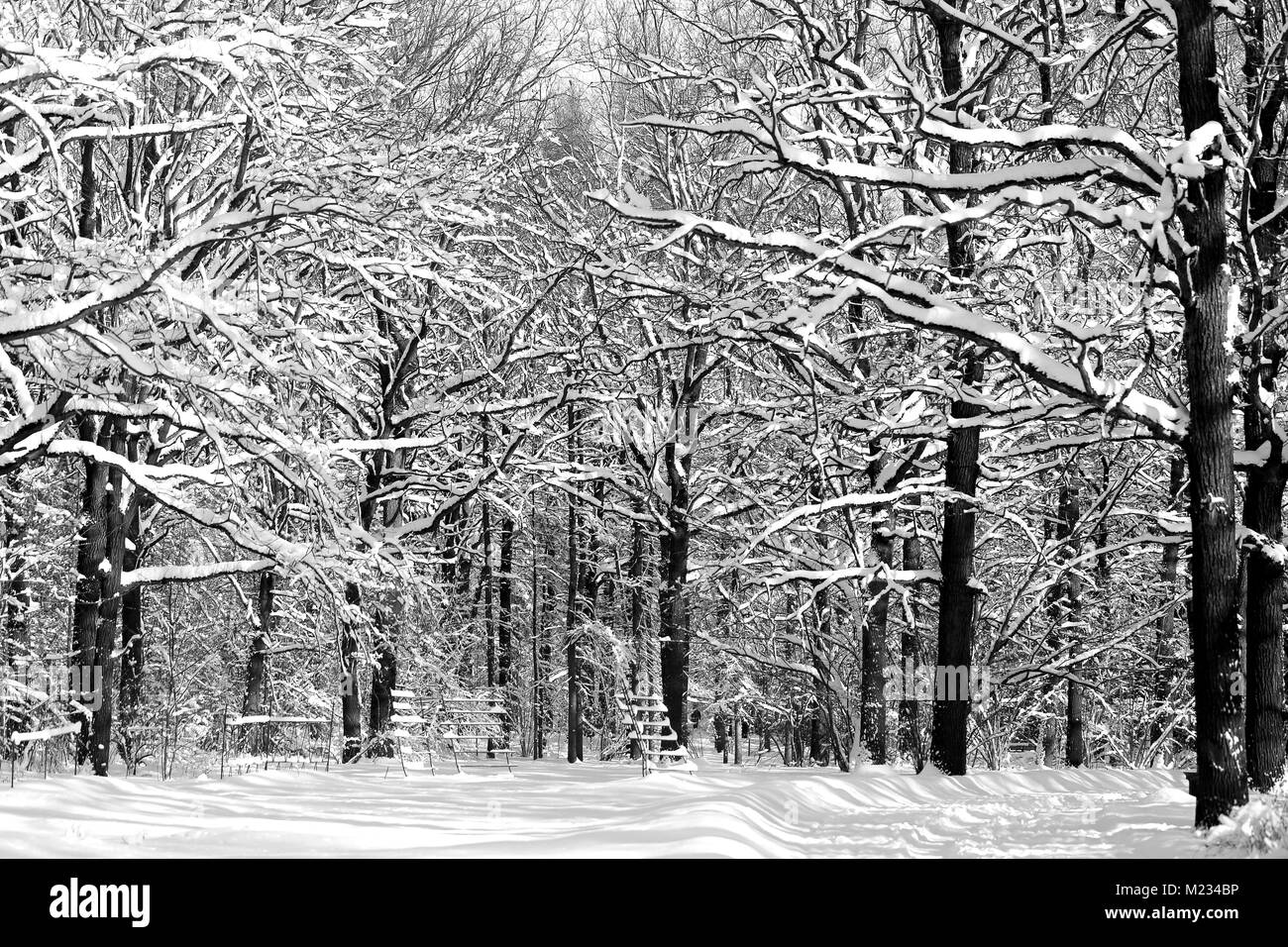 Wonderful forest hi-res stock photography and images - Alamy