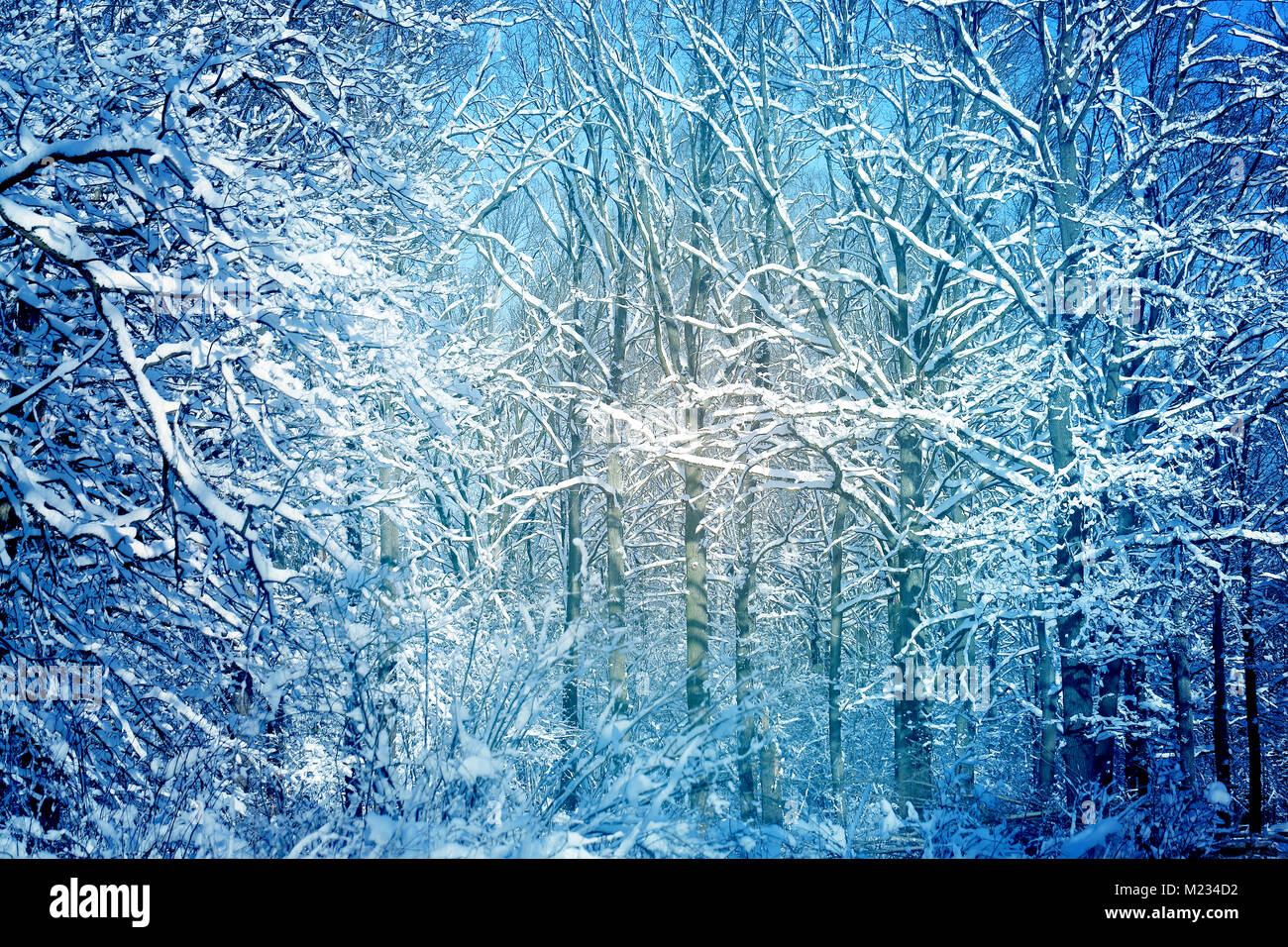 Wonderful forest hi-res stock photography and images - Alamy