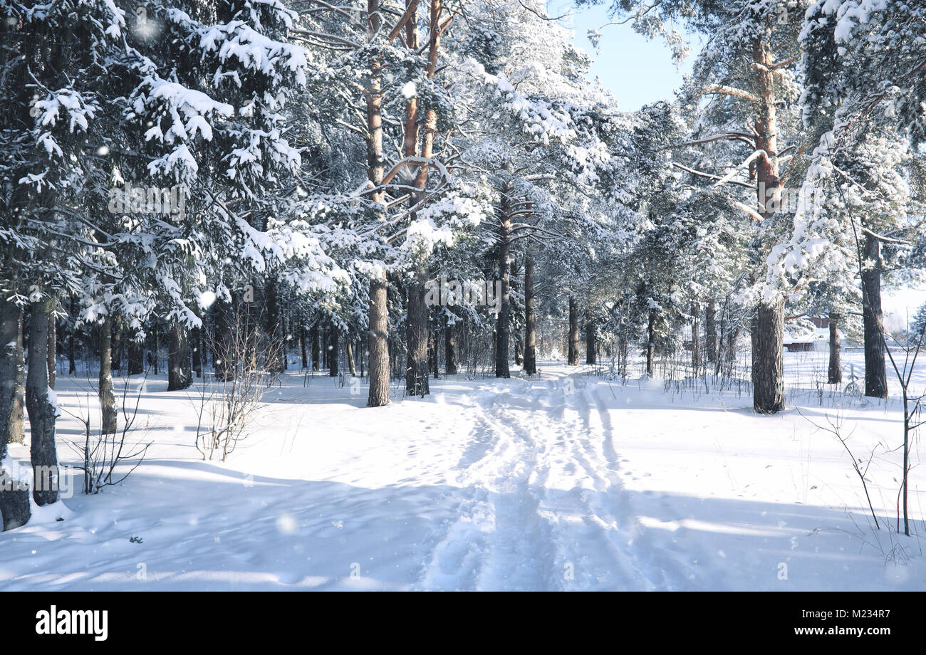 magic pine forest in winter season in snow Stock Photo - Alamy