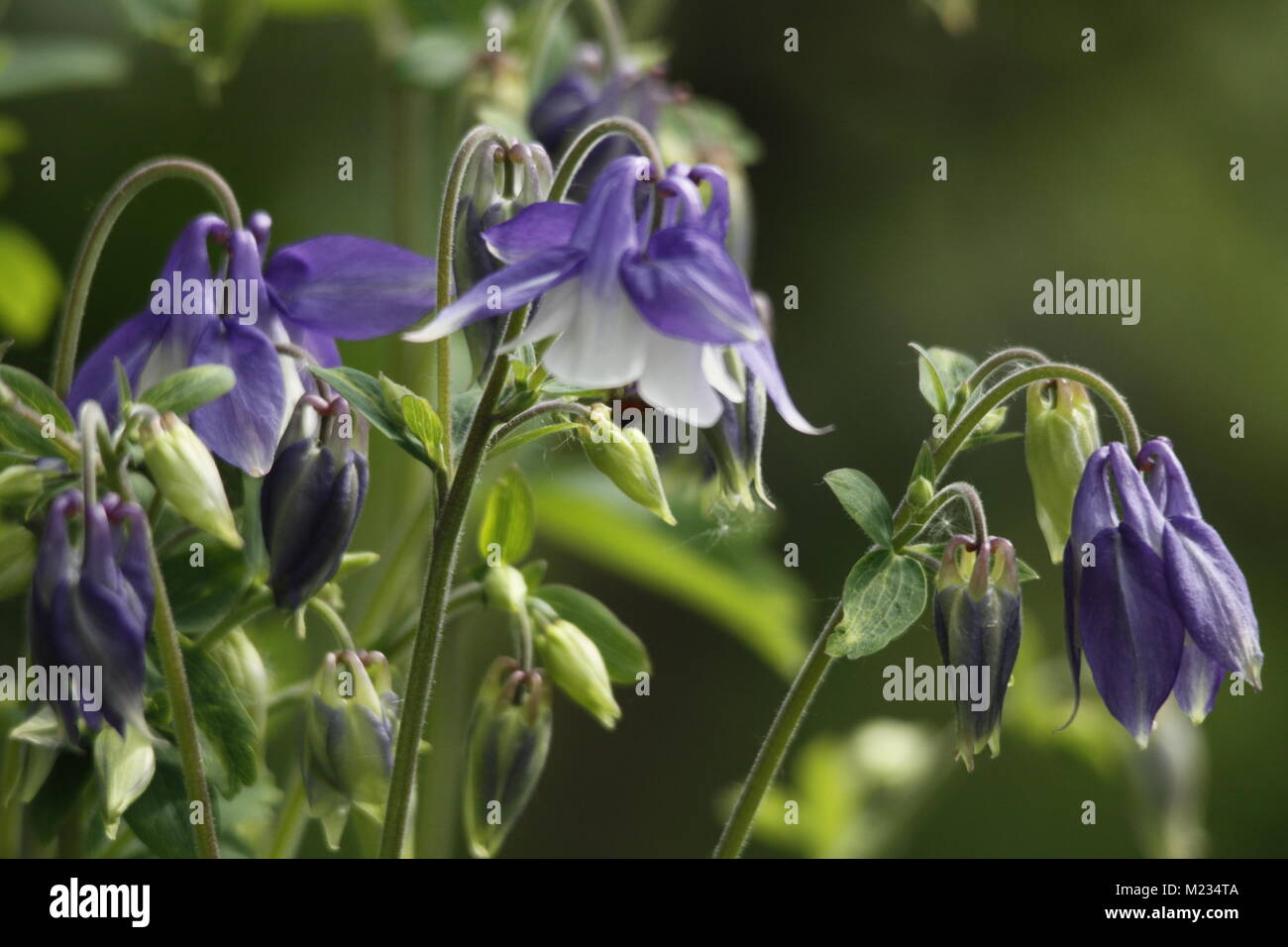 Columbine flowers spring flowers beautiful colors Stock Photo - Alamy