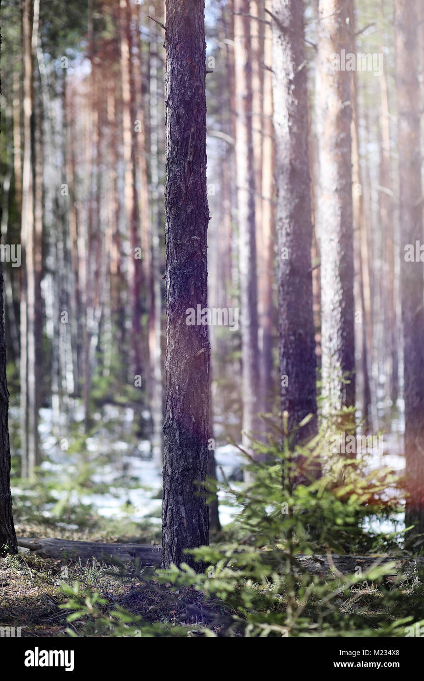 Pine forest in the beginning of spring under the snow. Forest un Stock ...
