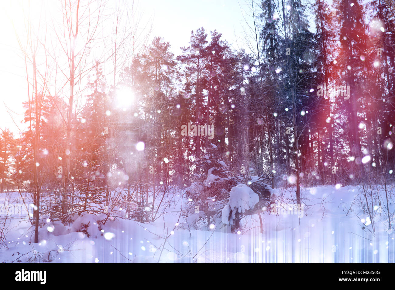 Winter forest on a sunny day. Landscape in the forest on a snowy Stock ...