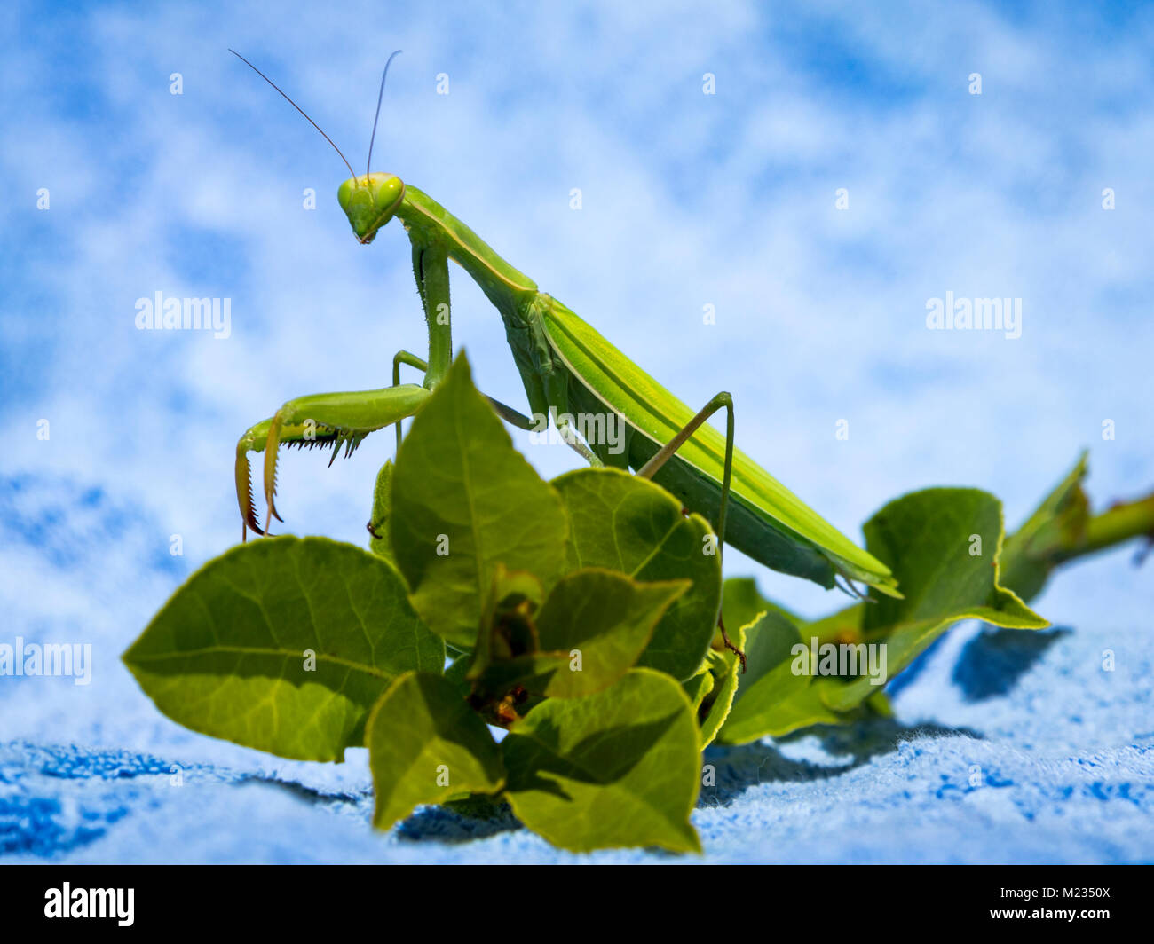 Leaf praying mantis hi-res stock photography and images - Alamy