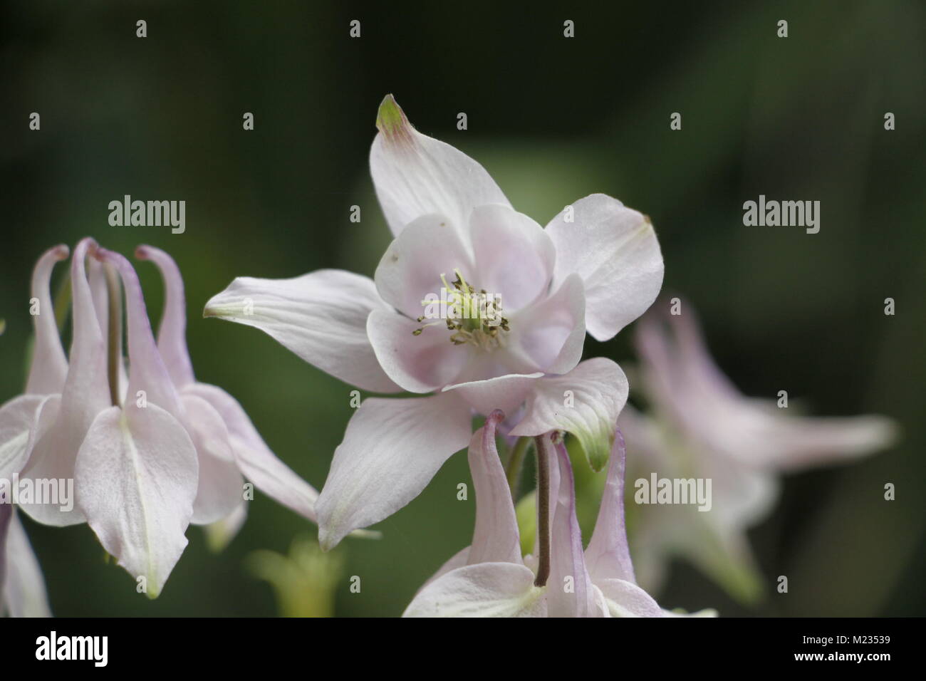 Columbine flowers spring flowers beautiful colors Stock Photo - Alamy