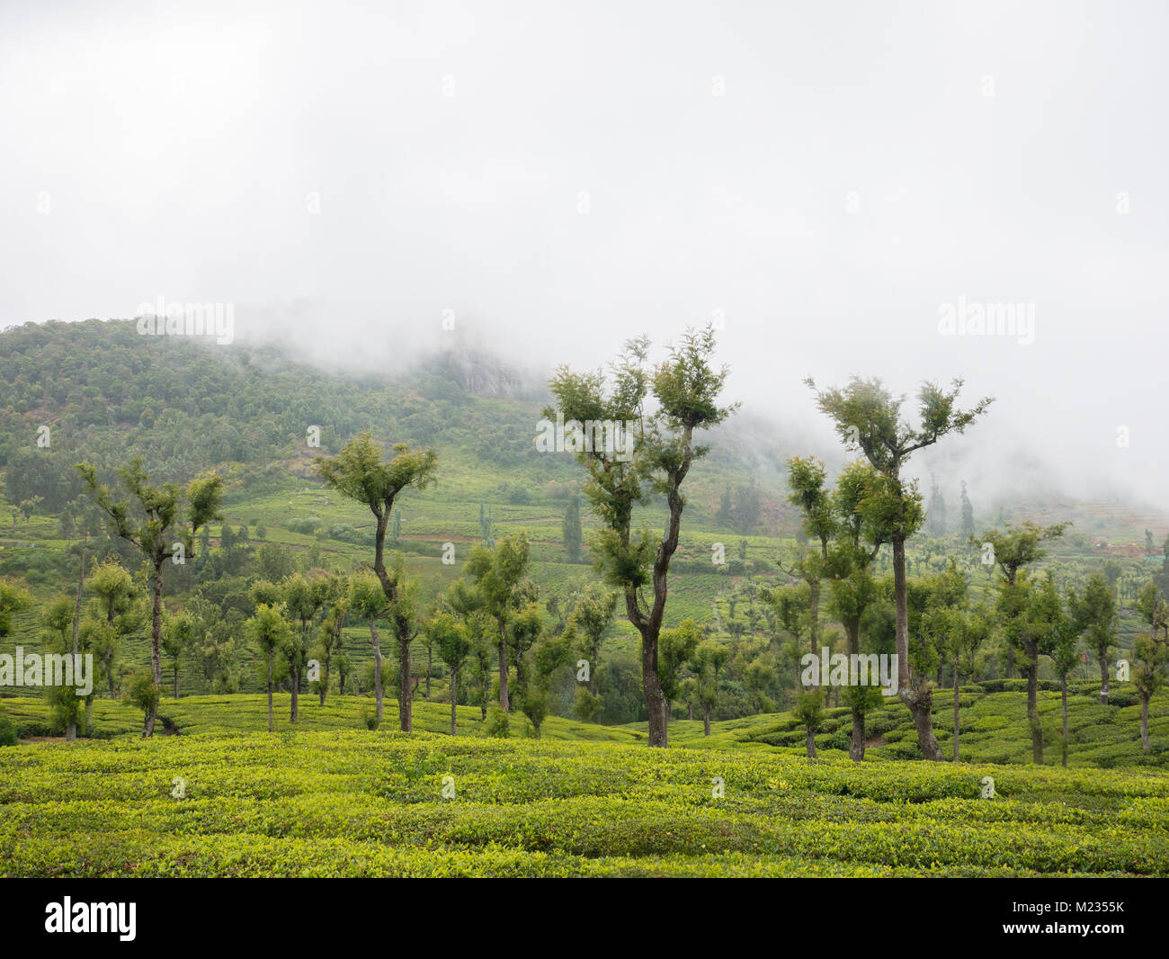 Ooty tea plantations, Tamil Nadu, India Stock Photo - Alamy