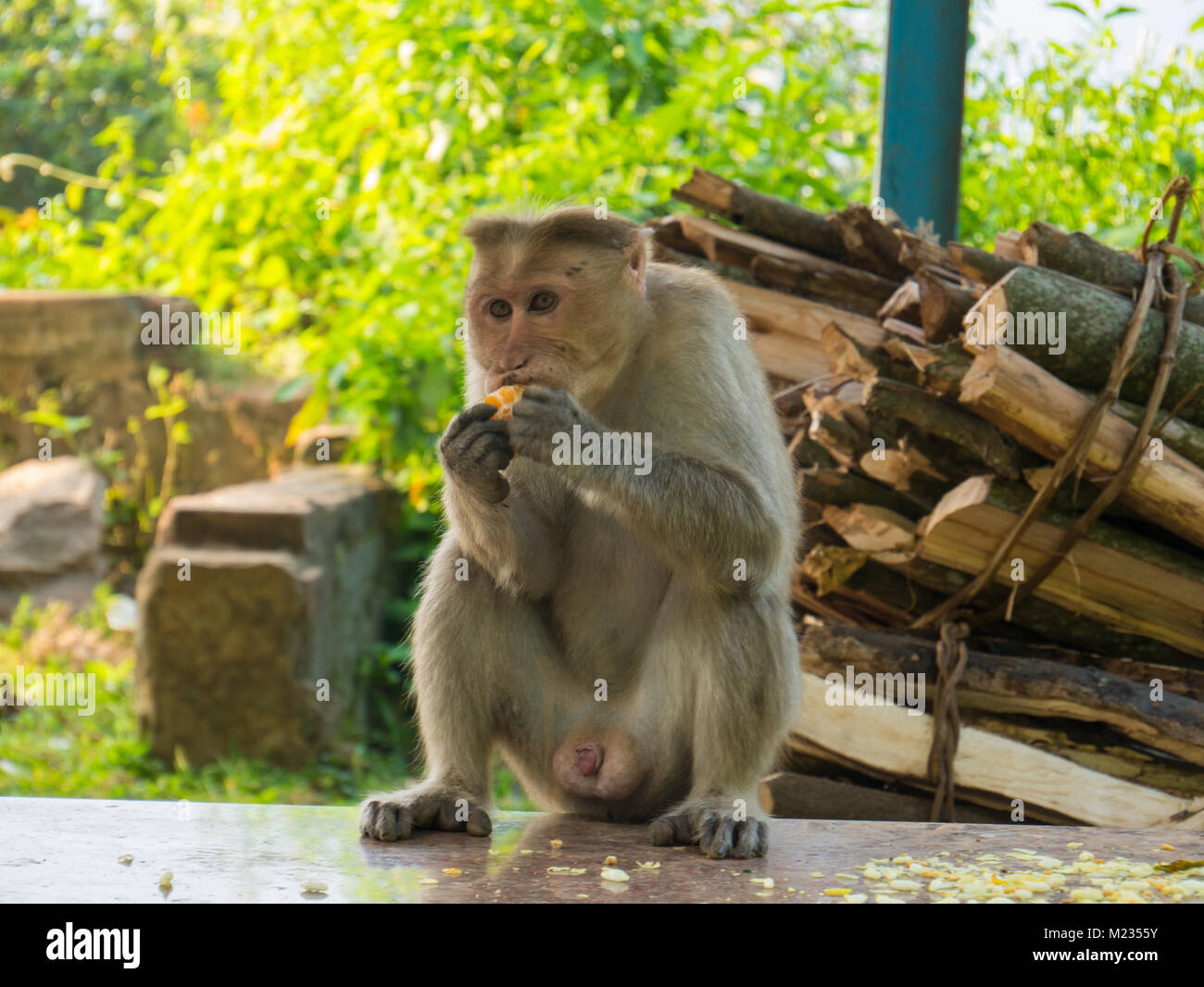 Monkey eating food in Ooty, Tamil Nadi, India Stock Photo - Alamy