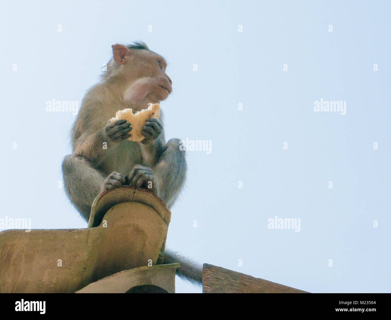 Monkey eating food in Ooty, Tamil Nadi, India Stock Photo - Alamy
