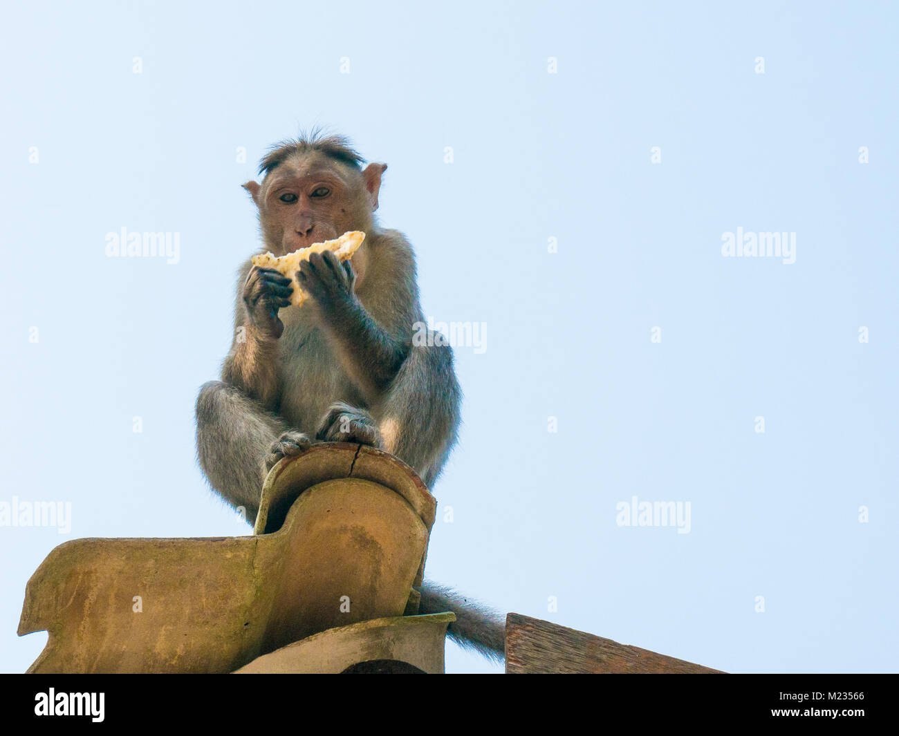Monkey eating food in Ooty, Tamil Nadi, India Stock Photo - Alamy