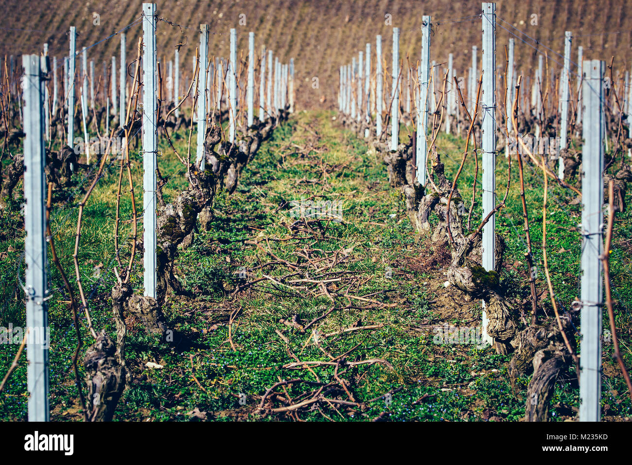 Prune grape vine hi-res stock photography and images - Alamy