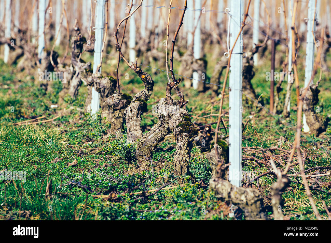 Prune grape vine hi-res stock photography and images - Alamy