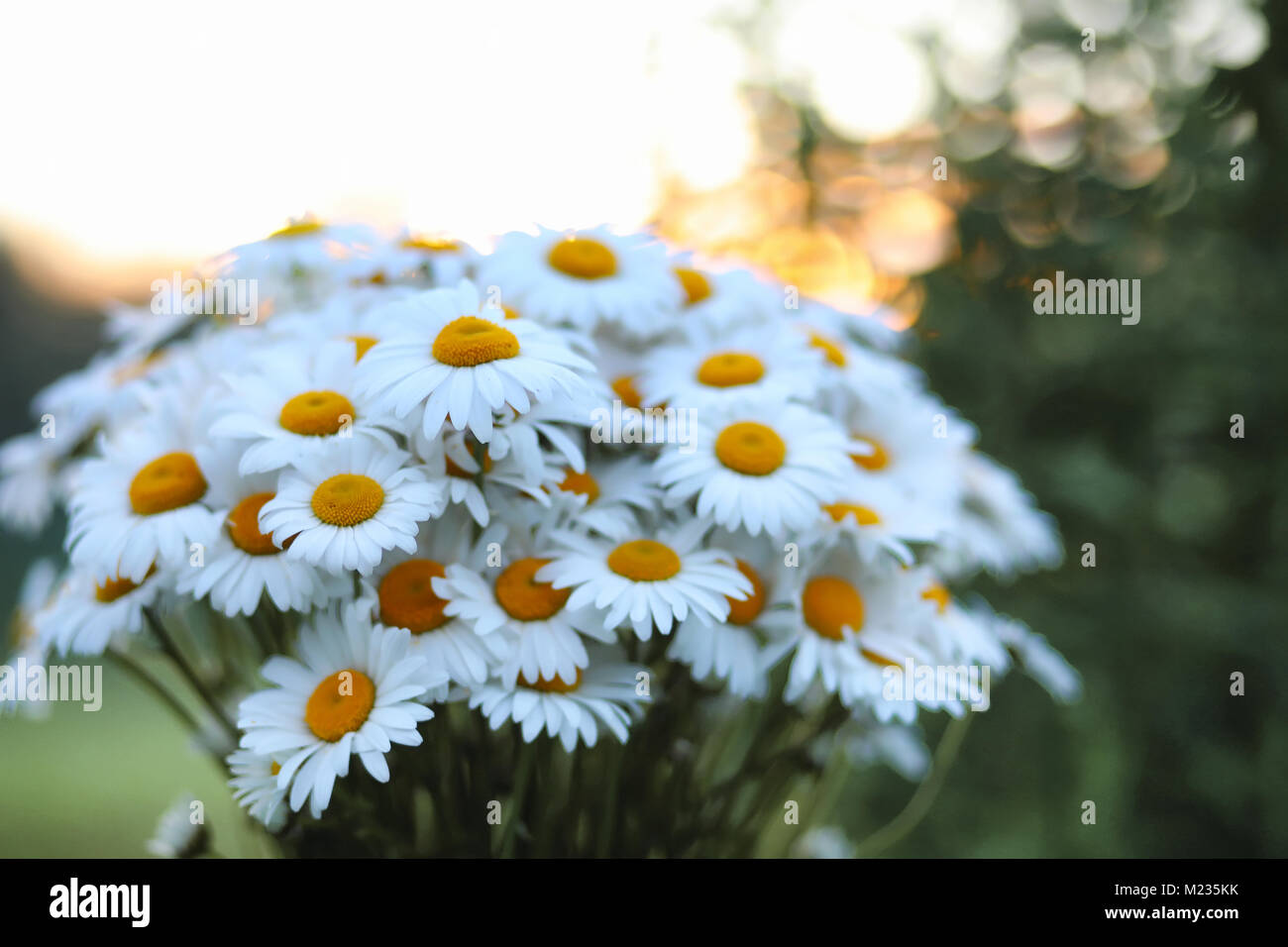 Large bouquet of field chamomiles Stock Photo - Alamy