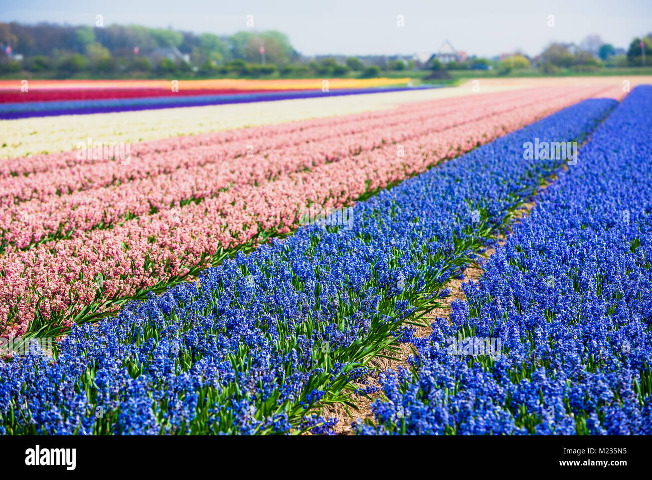 Hyacinths field in the Netherlands. Spring shot Stock Photo - Alamy