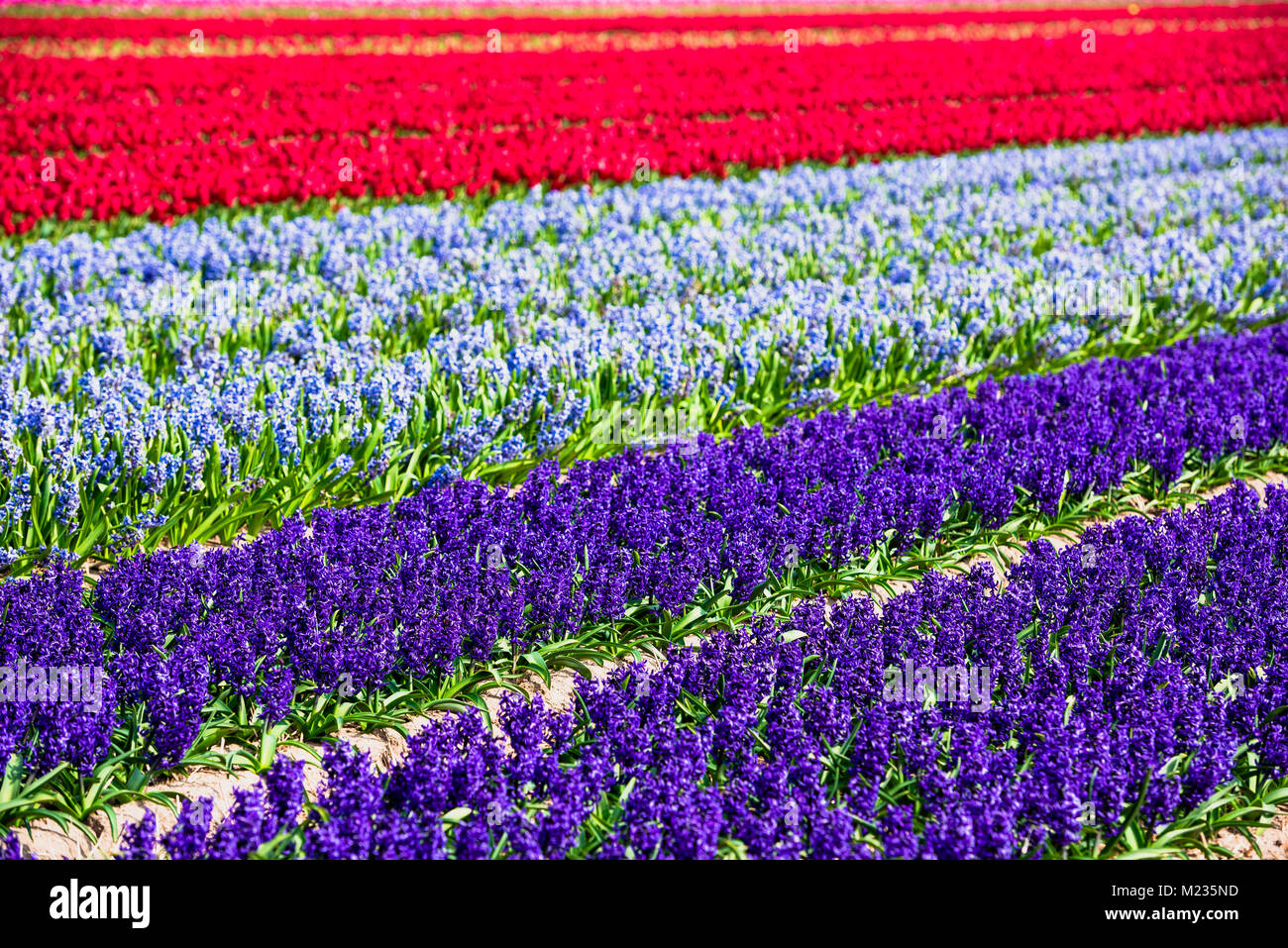 Hyacinths field in the Netherlands. Spring shot Stock Photo - Alamy