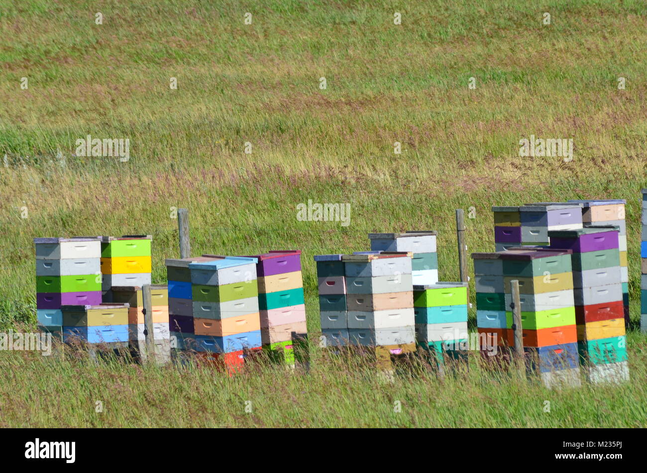 A field full of colorful honey bee hives Stock Photo - Alamy