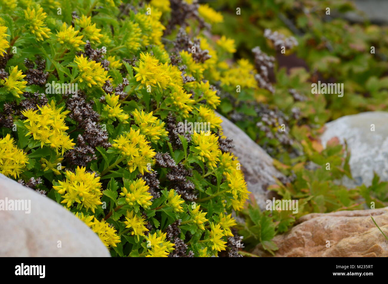 Infographics Sedums On A Hill