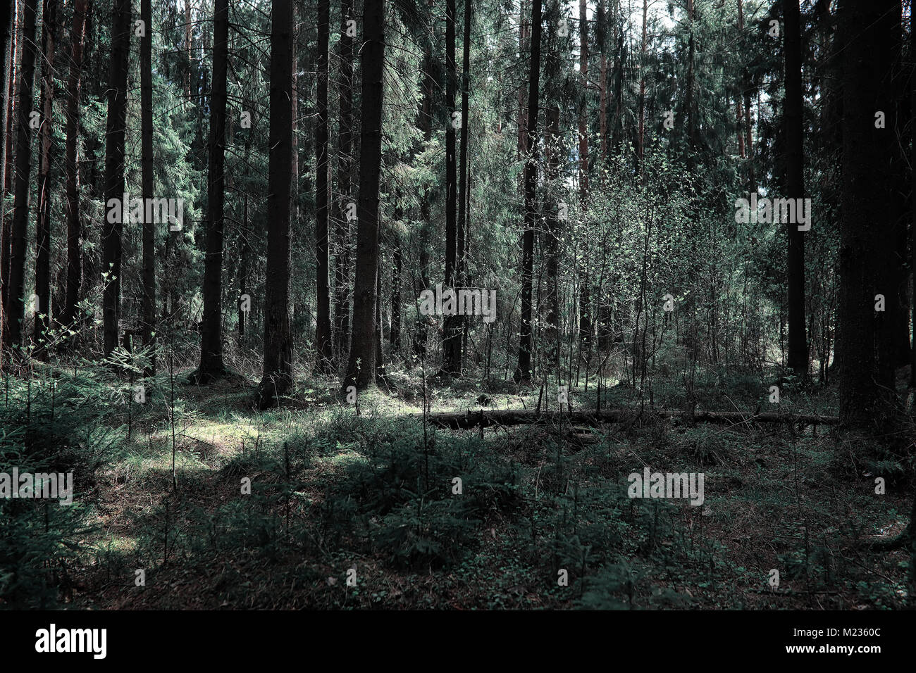 Pine forest. Depths of a forest. Journey through forest paths. T Stock ...