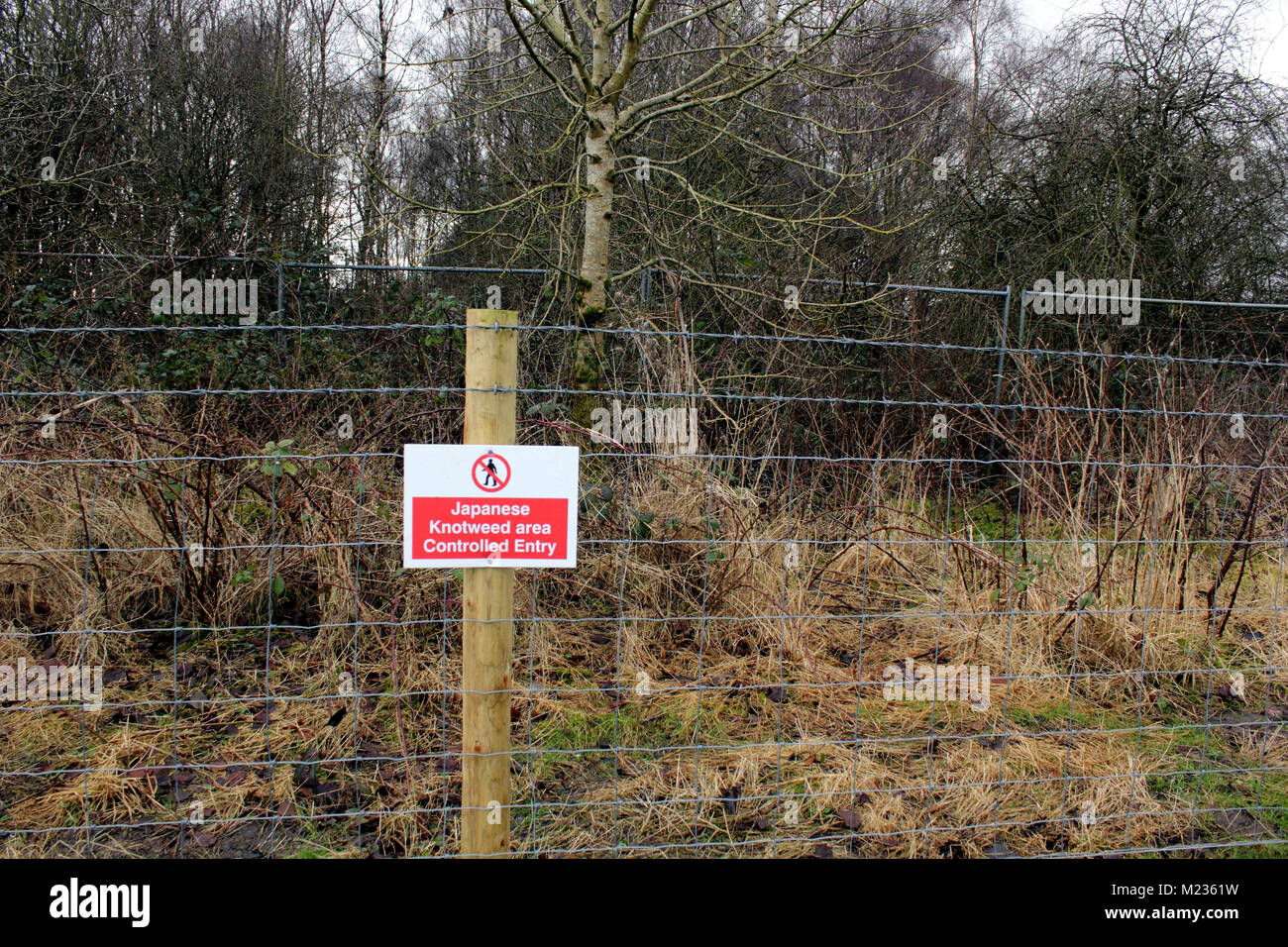 Area containing Japanese Knotweed with no-entry warning sign Stock ...