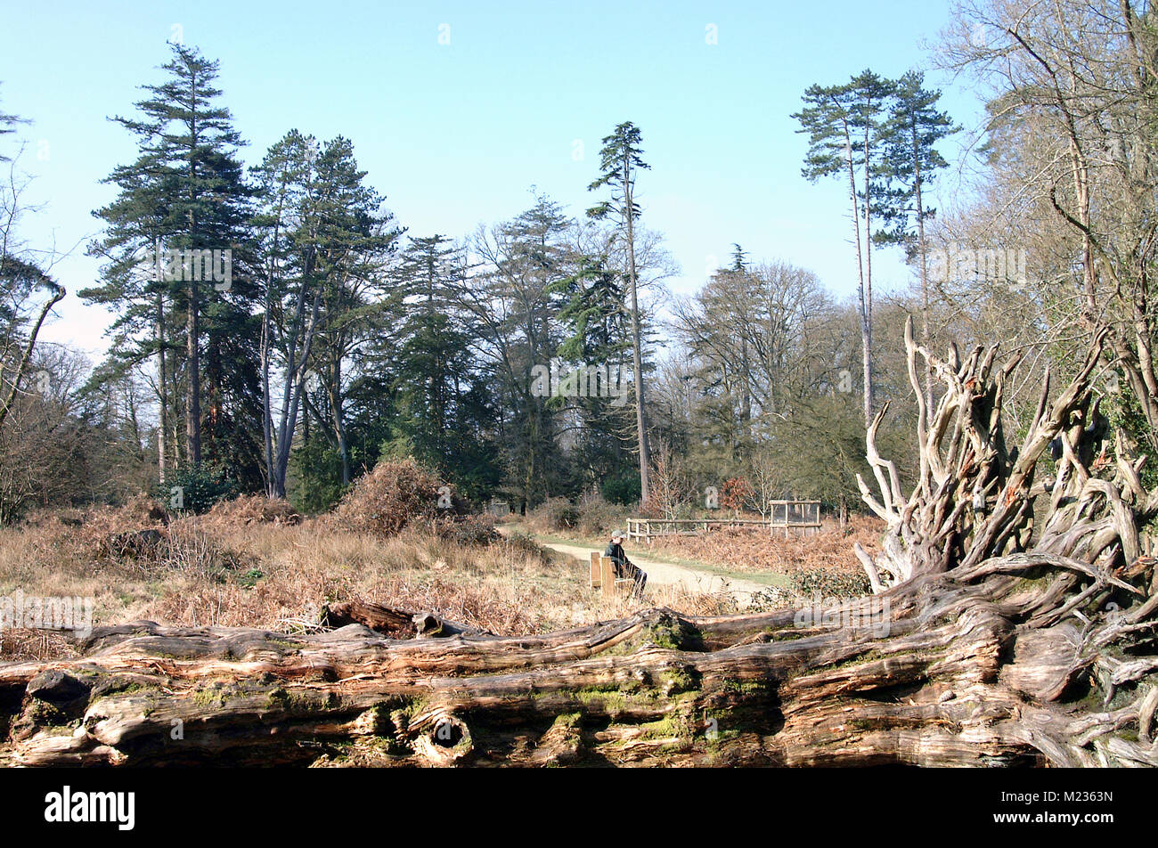 Fallen Pine Tree High Resolution Stock Photography and Images - Alamy