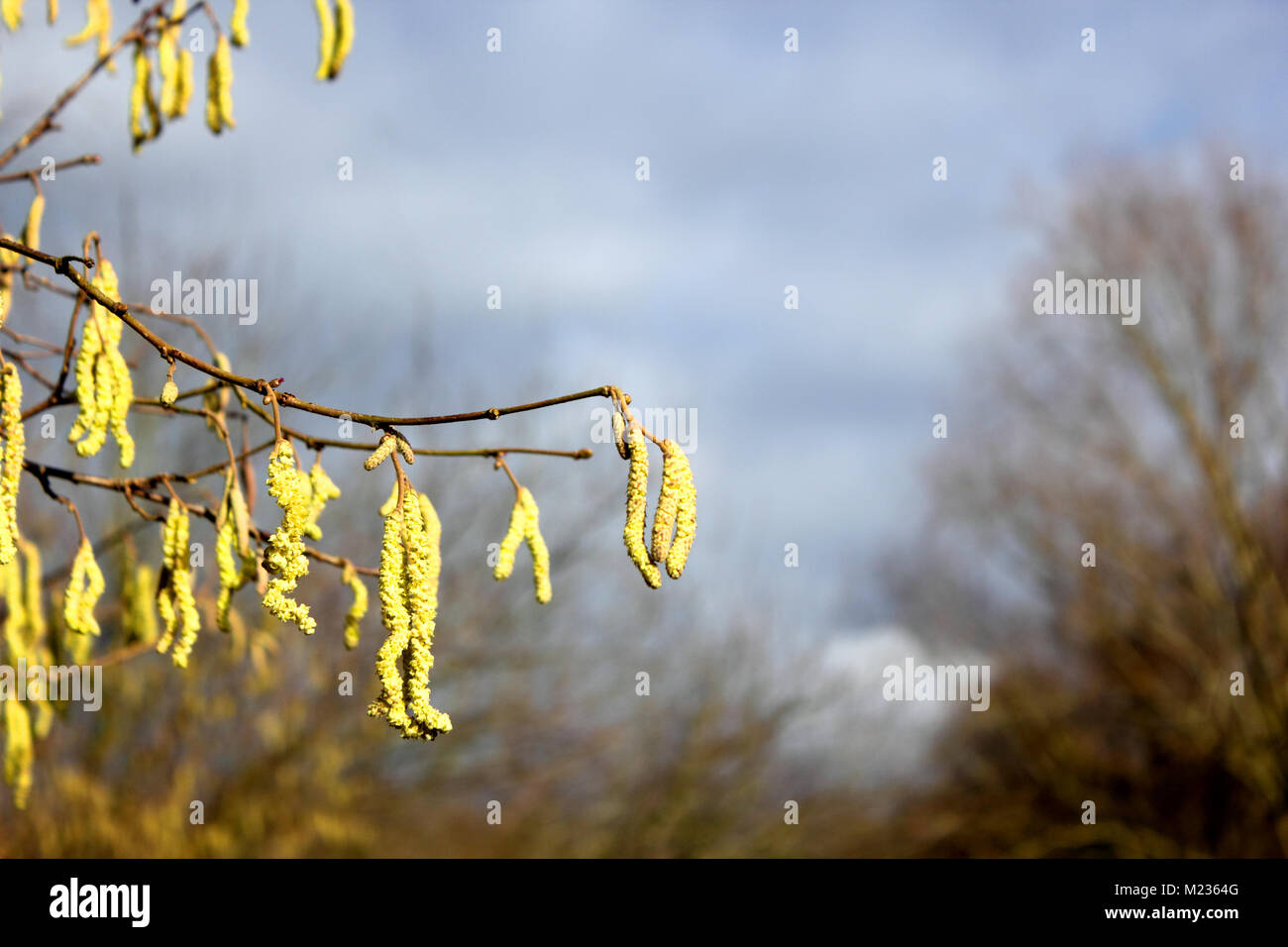 Cloud and catkin hi-res stock photography and images - Alamy